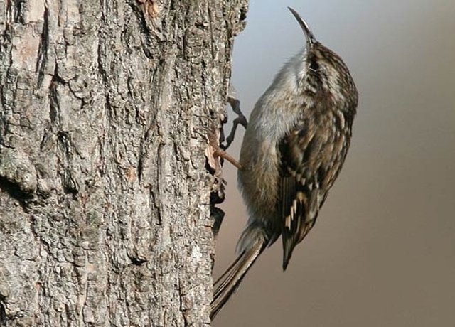 Vogelinformatie - Han van de Graaf